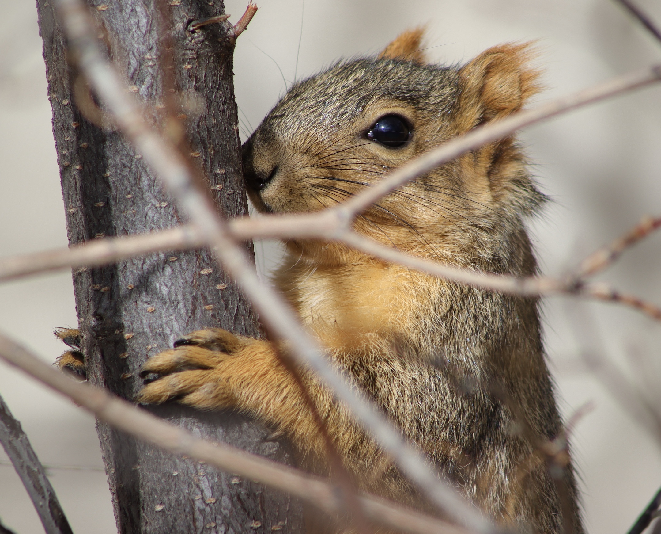 Yes, there are more squirrels than there used to be in northern Utah – KCPW